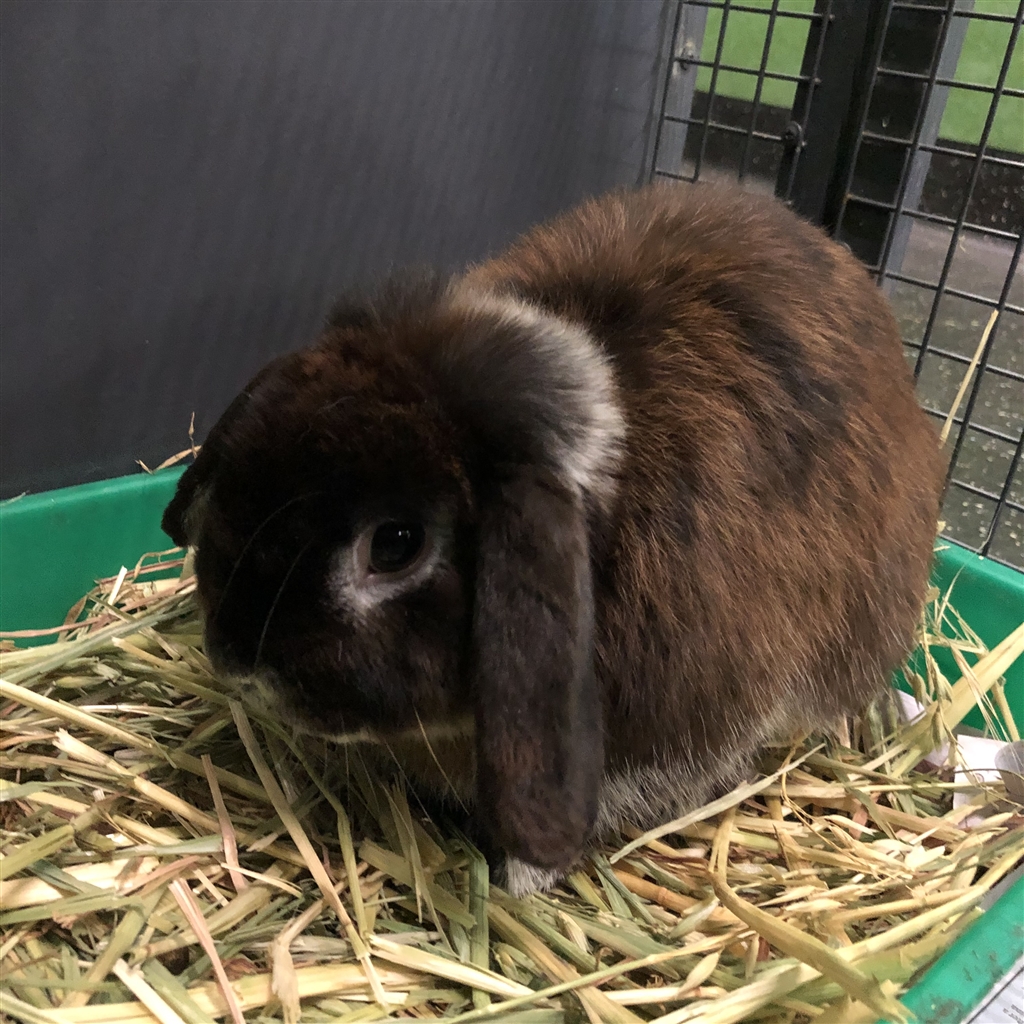 Barney - Male Lop Eared Rabbit in VIC - PetRescue
