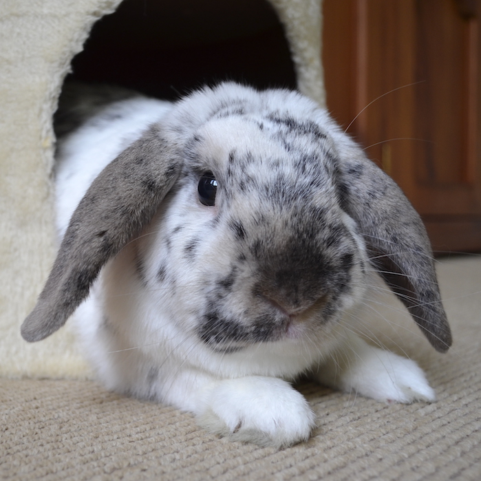 Sichuan - Male Mini Lop Rabbit in NSW - PetRescue