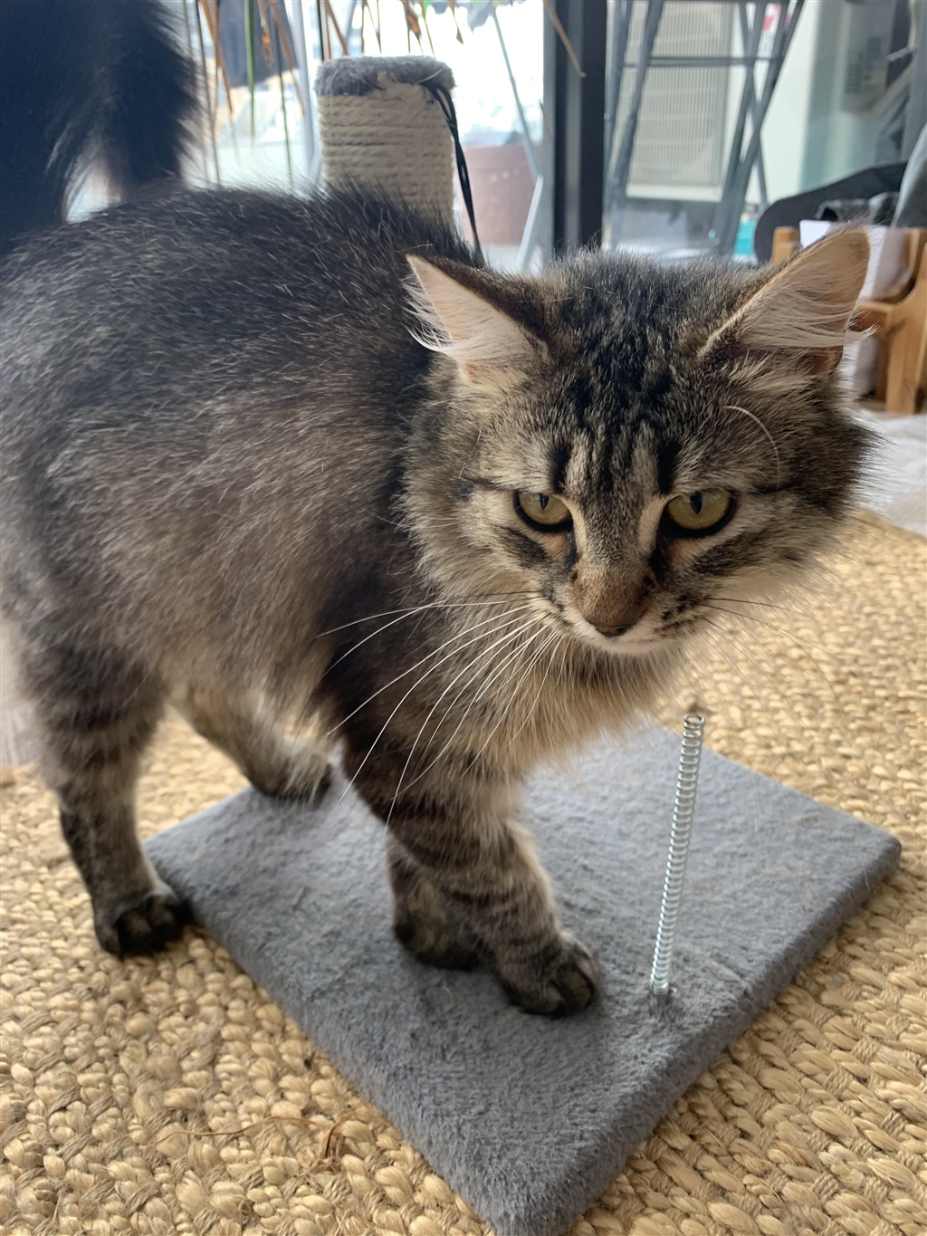 Second Chance Animal Rescue Inc - PetRescue