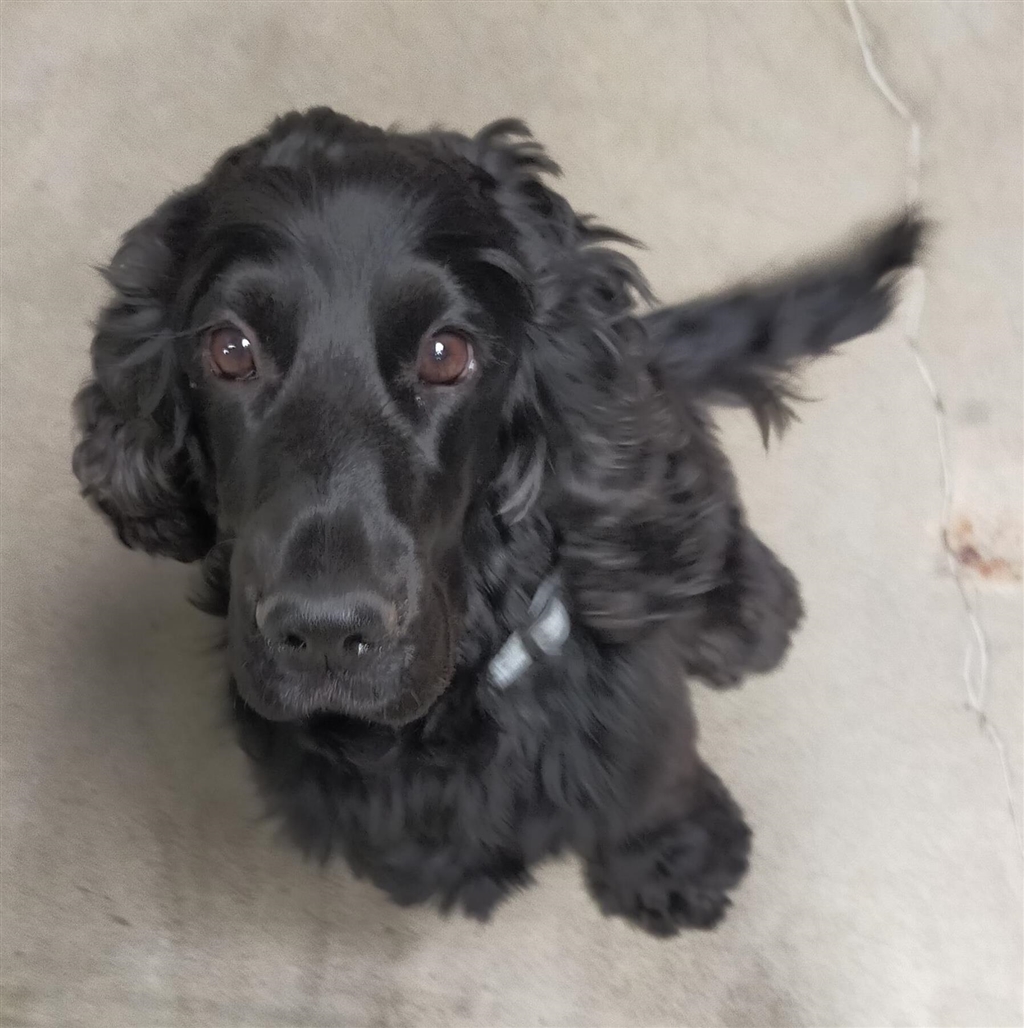 Benji - Medium Male English Cocker Spaniel Mix Dog in QLD - PetRescue
