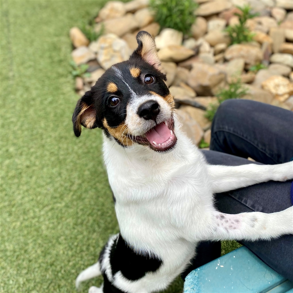 Otie - Medium Male Border Collie x Rottweiler Mix Dog in VIC - PetRescue