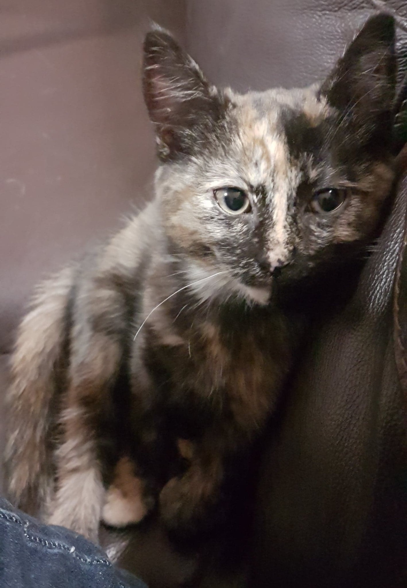 Toots - Female Domestic Short Hair Cat in QLD - PetRescue