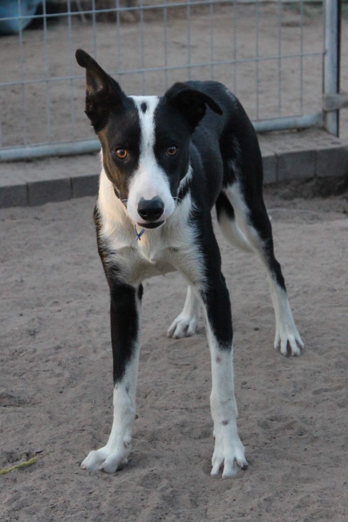 Chip - Medium Male Border Collie Mix Dog in QLD - PetRescue