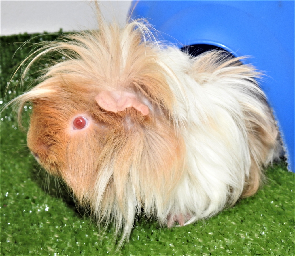 Elvis - Male Short-hair Peruvian (Long Haired) Mix Guinea Pig in QLD ...