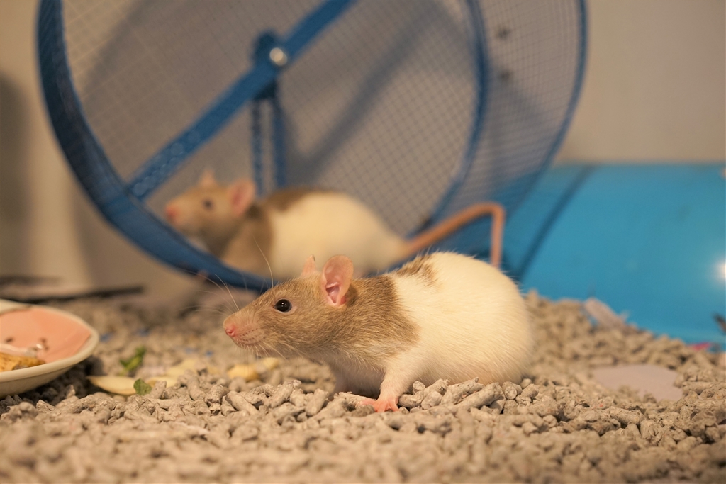 Baneberry - Female Rat Rodent in QLD - PetRescue