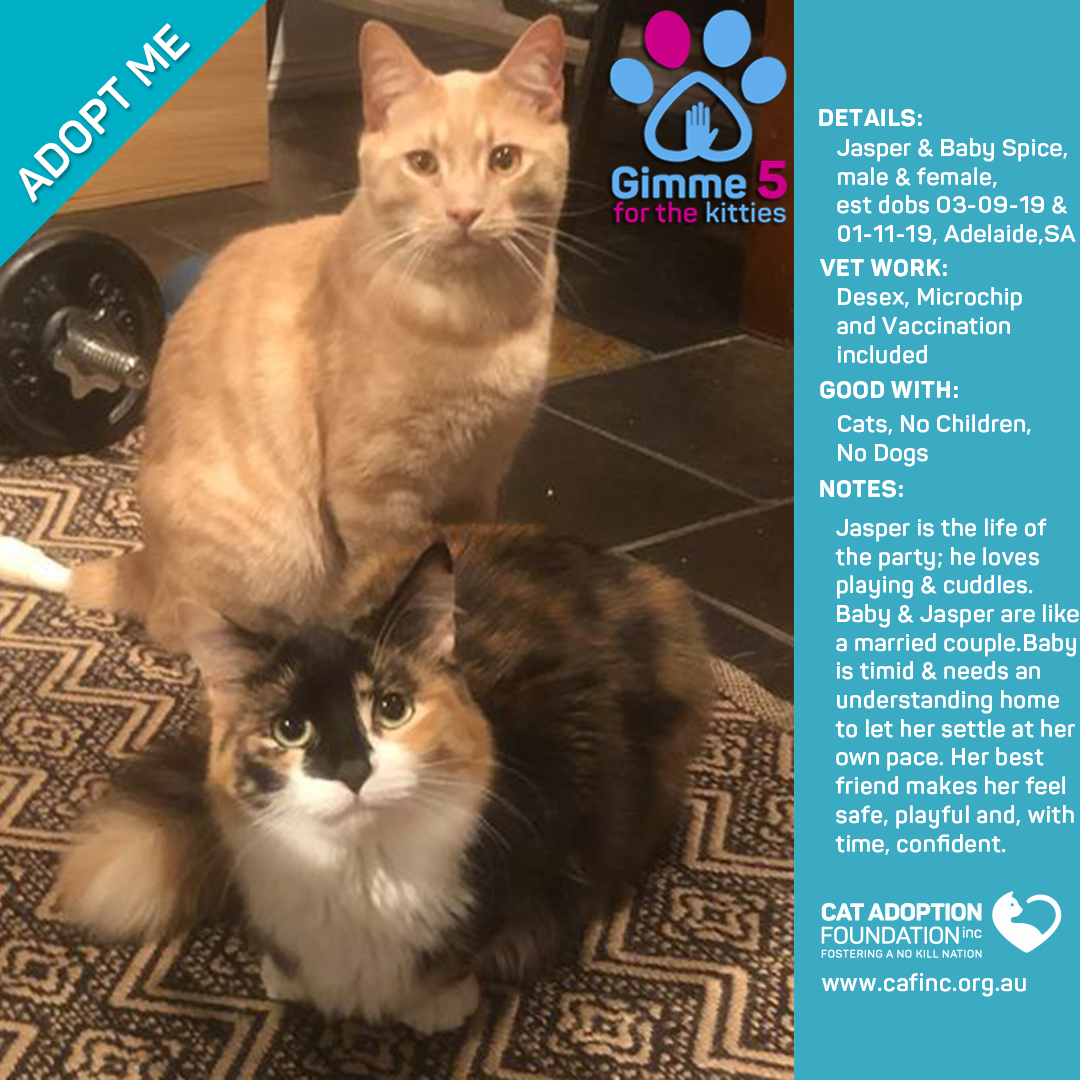 Jasper & Baby Spice - Female Domestic Medium Hair Cat in SA - PetRescue