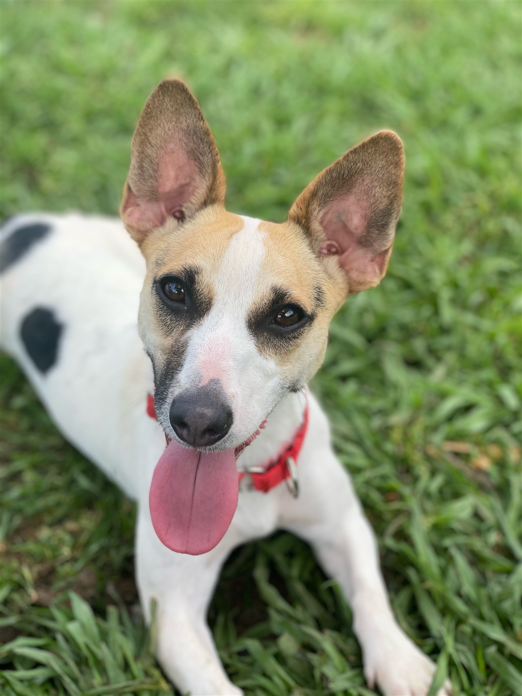 Tasha - Small Female Mini Foxie Mix Dog in NSW - PetRescue