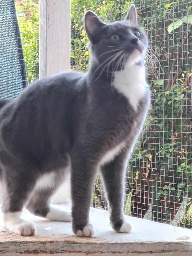 Minerva Mcgonagall - Female Domestic Short Hair x Russian Blue Mix Cat ...