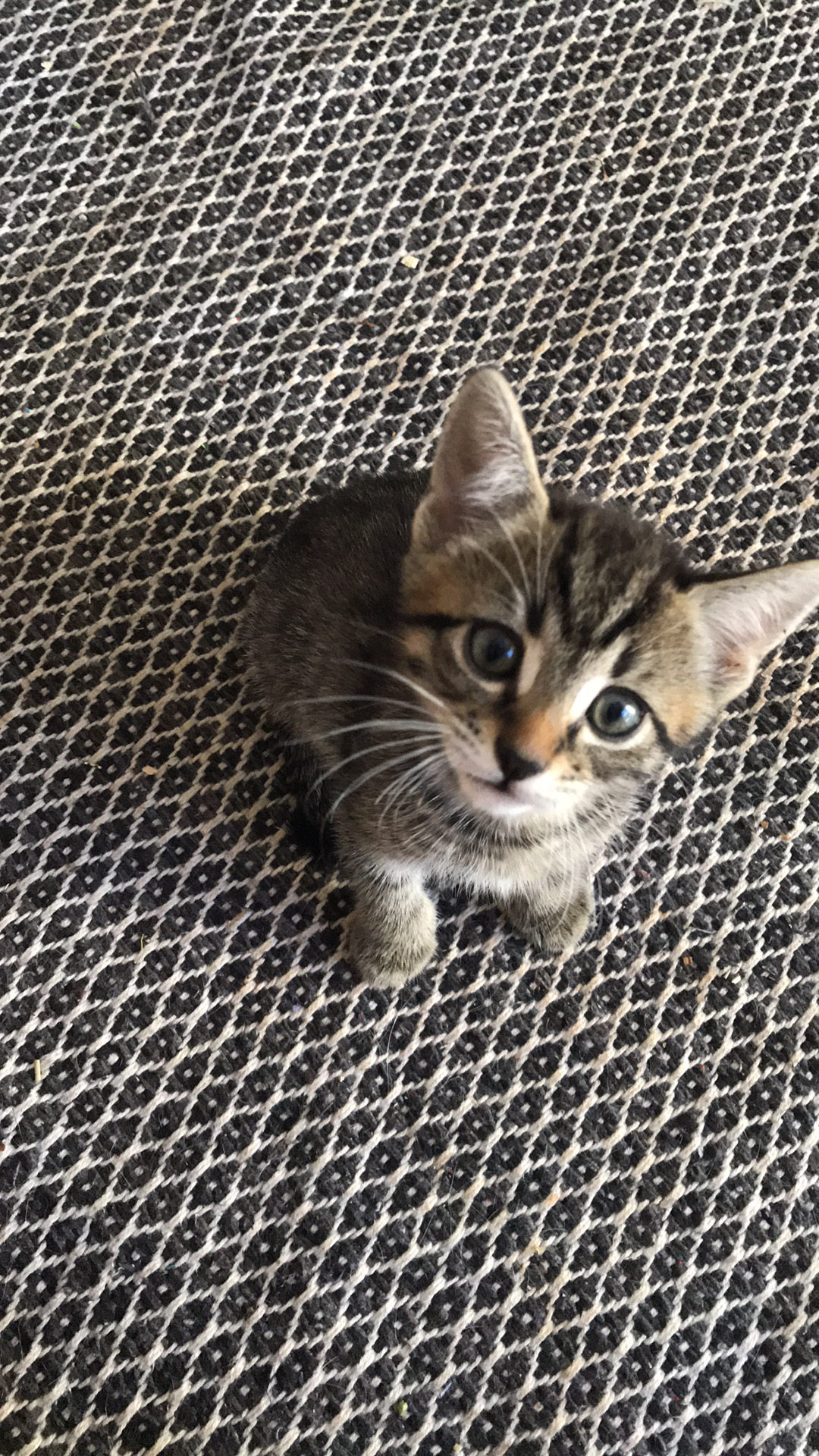 Kaleb - Male Domestic Short Hair Cat in QLD - PetRescue