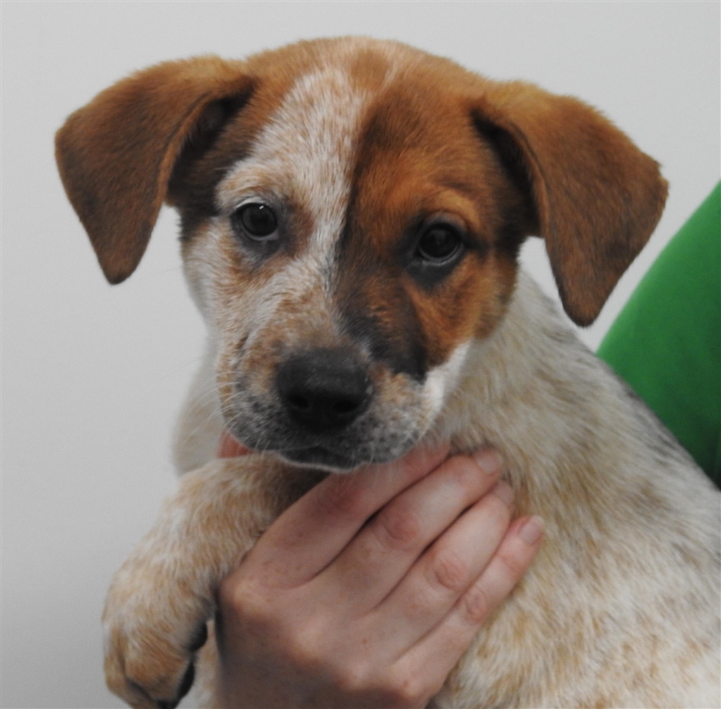 Coco - Large Female American Bulldog x Australian Cattle Dog Mix Dog in ...