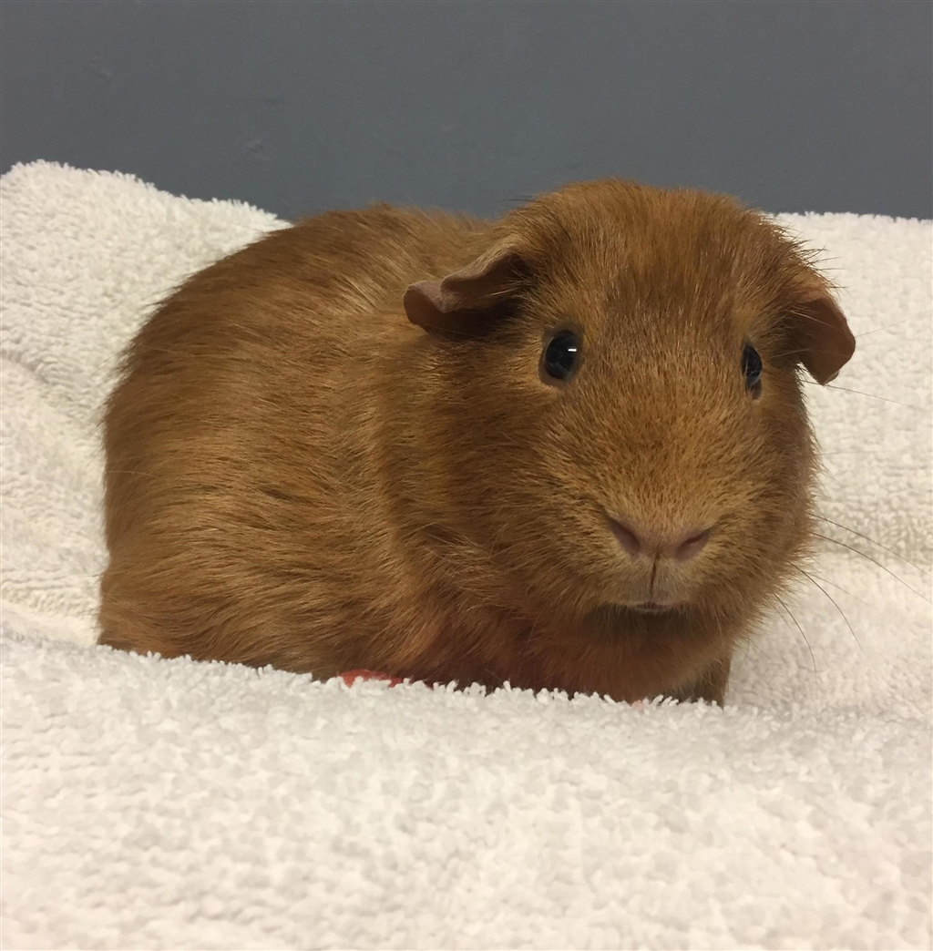 Freddie - Male Short-hair Abyssinian Mix Guinea Pig in QLD - PetRescue