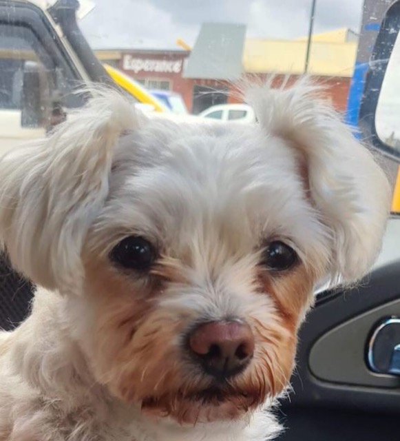 Mojo - Small Male Maltese x Shih Tzu Mix Dog in WA - PetRescue