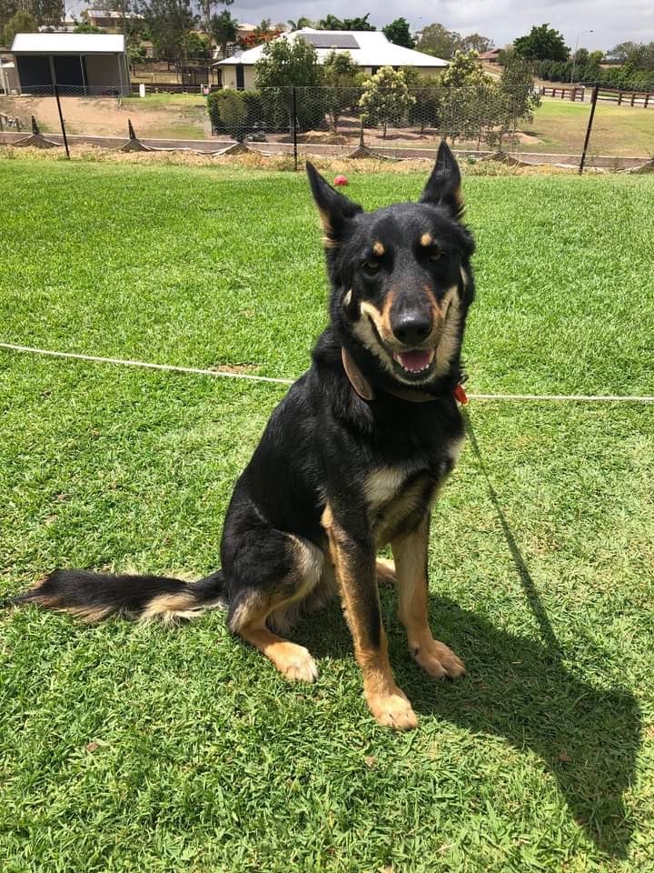 Oscar - Medium Male German Shepherd x Kelpie Mix Dog in QLD - PetRescue