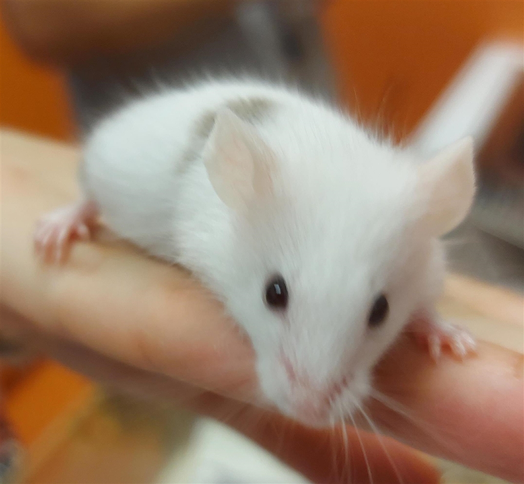 Blueberry - Male Mouse Mix Rodent in QLD - PetRescue