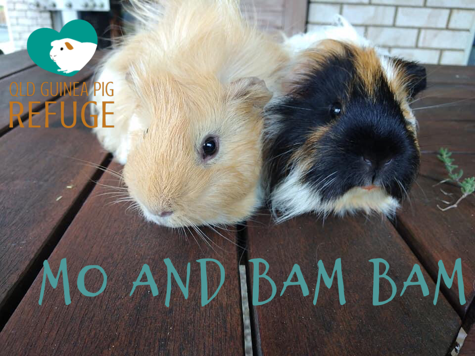 Mo and Bam Bam - Male Medium-hair Sheltie x Peruvian Mix Guinea Pig in ...