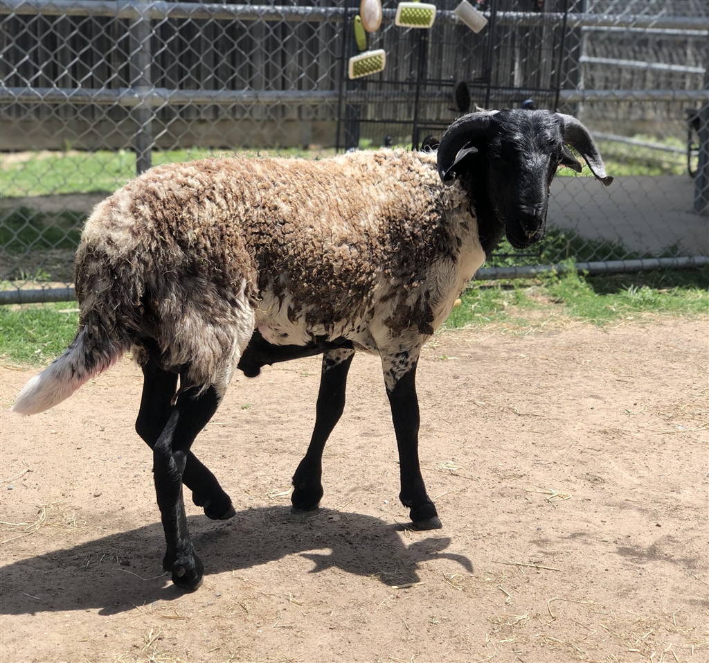 Shawn - Male Damara Mix Sheep in QLD - PetRescue