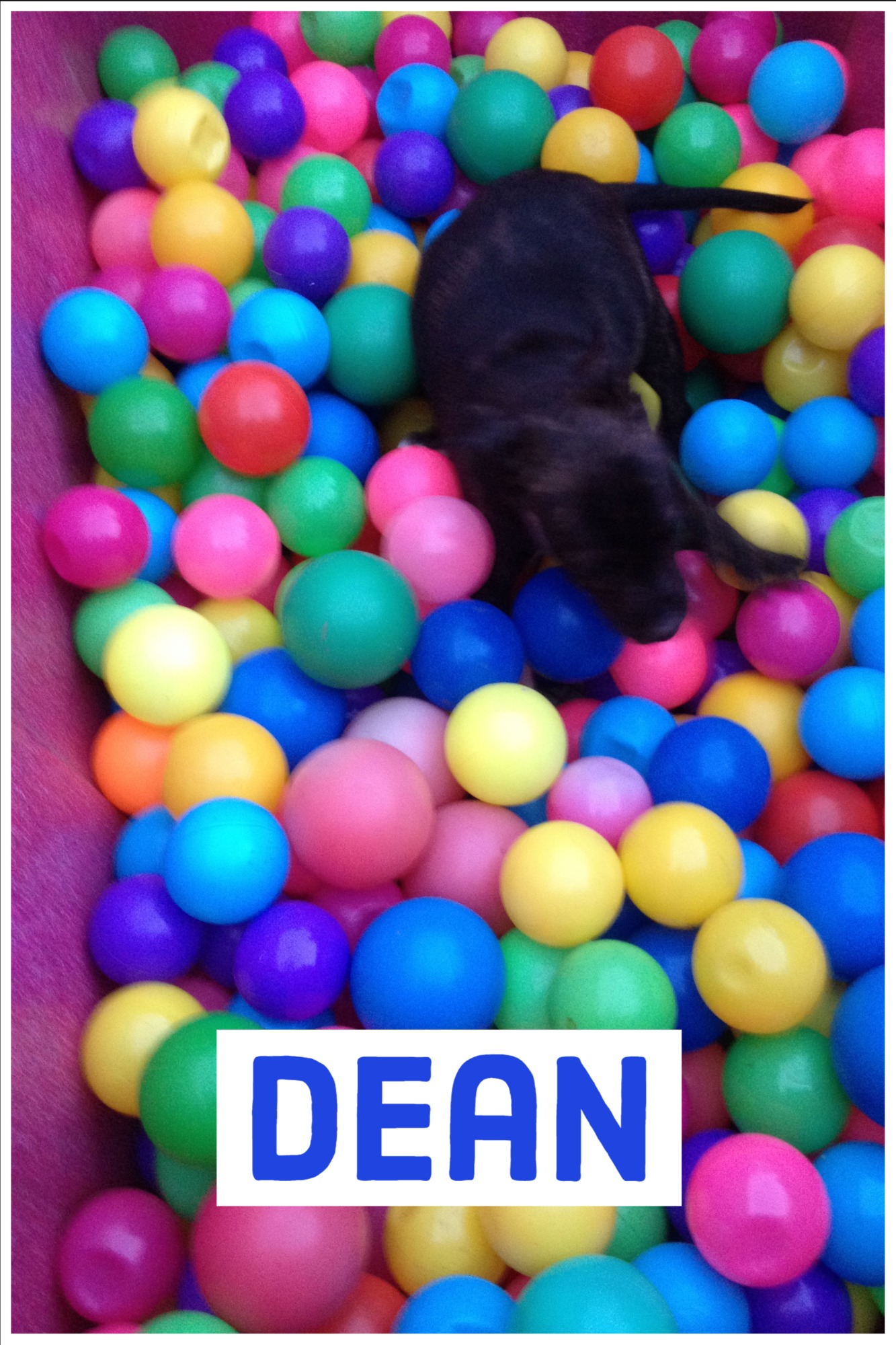 ♥ Dean ♥ ~ Fair Prince - Medium Male Kelpie Mix Dog in NSW - PetRescue
