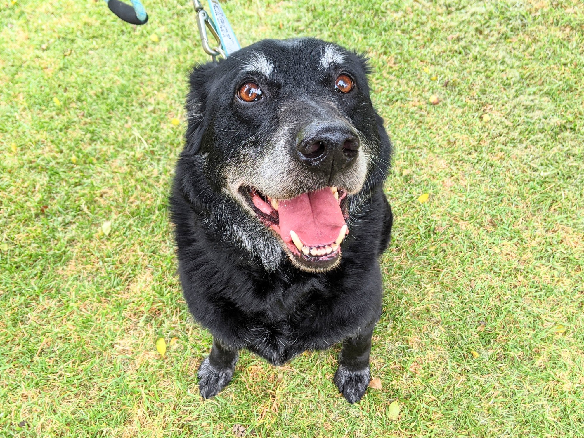 Rex - Medium Male Labrador x Golden Retriever Mix Dog in VIC - PetRescue