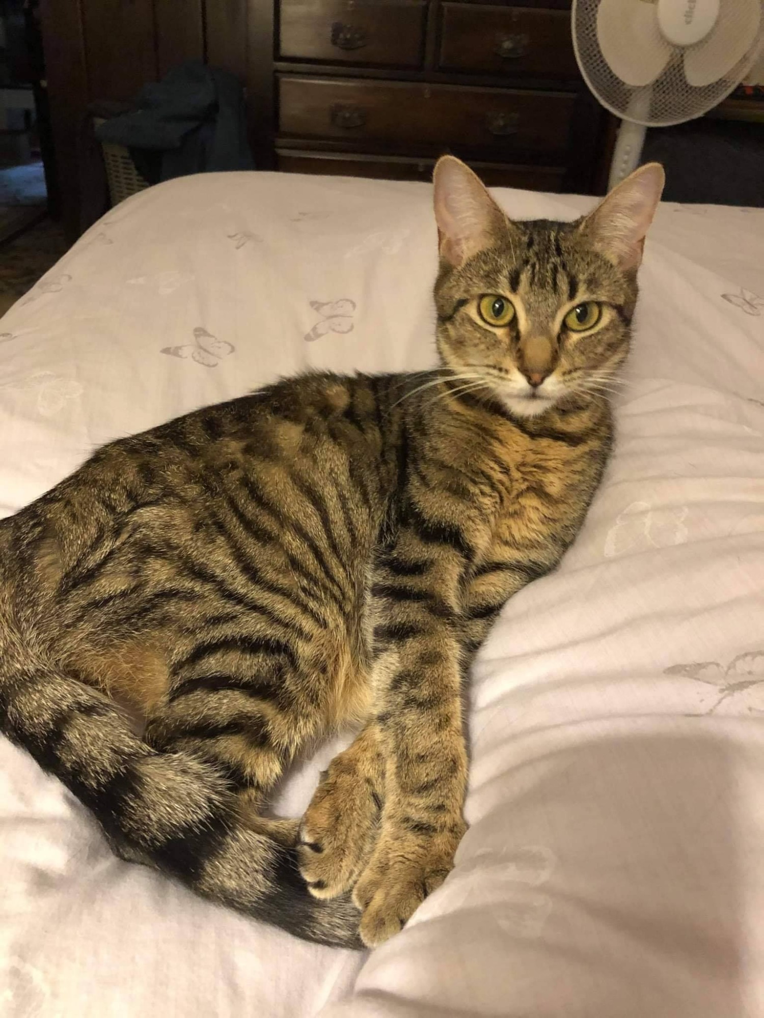 Mildred - Female Domestic Short Hair Cat in VIC - PetRescue