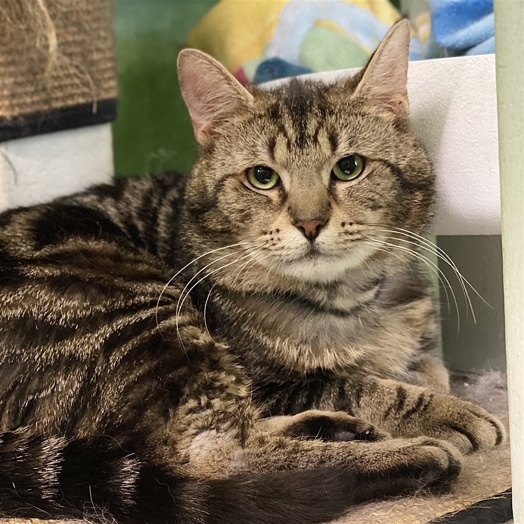 Tardiis (nee Simba) - Male Domestic Short Hair Cat in VIC - PetRescue