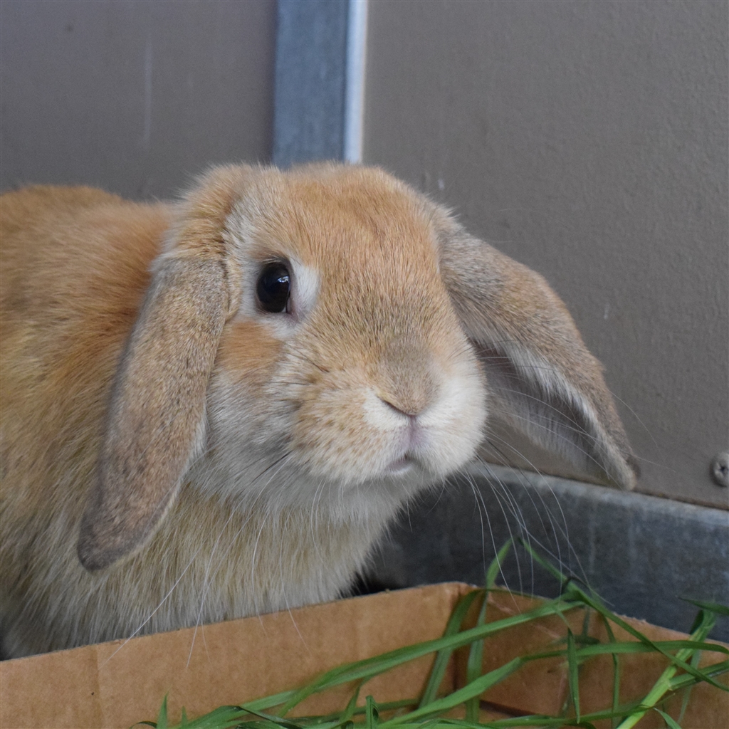 Angus (adoption Pending) - Male Lop Eared Rabbit in VIC - PetRescue