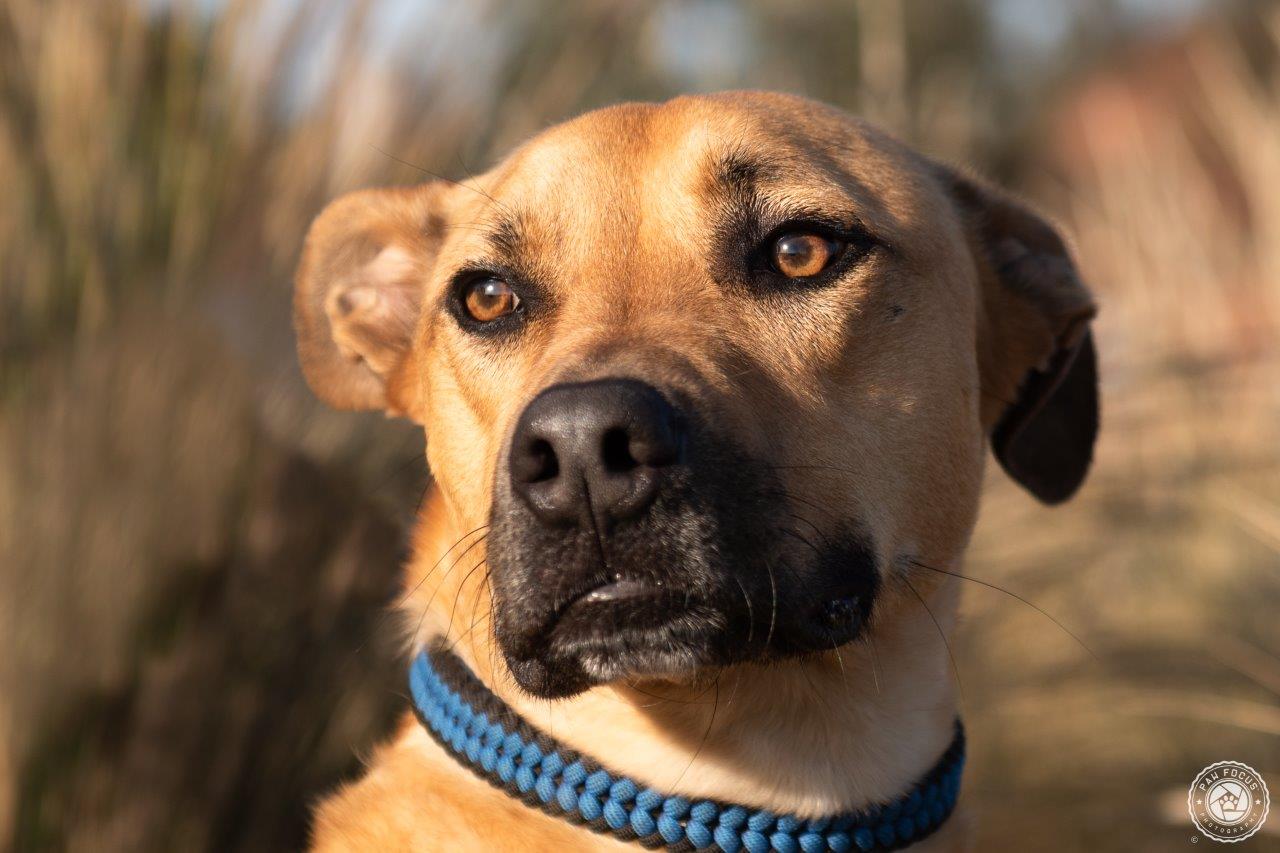 Grayson Ebsworth - Medium Male Greyhound x Mastiff Mix Dog in VIC ...