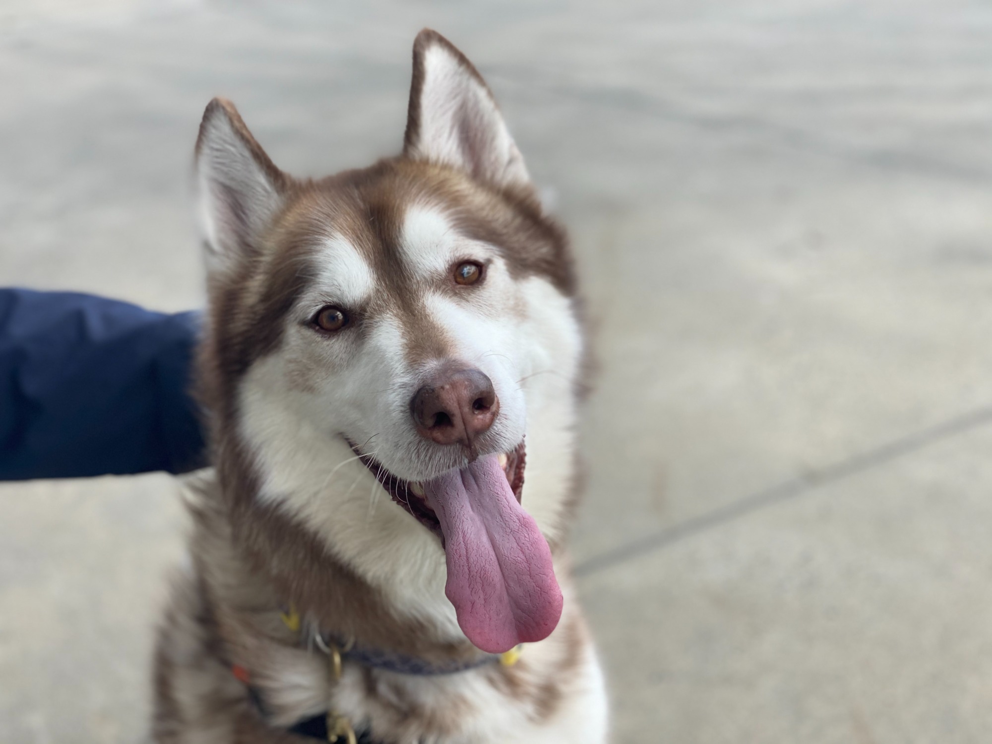 Attila - Large Male Husky Dog in VIC - PetRescue
