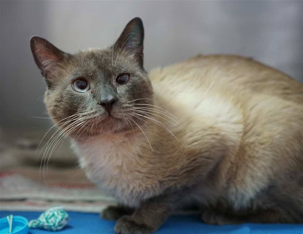Archer - Male Layanese x Manx Mix Cat in QLD - PetRescue