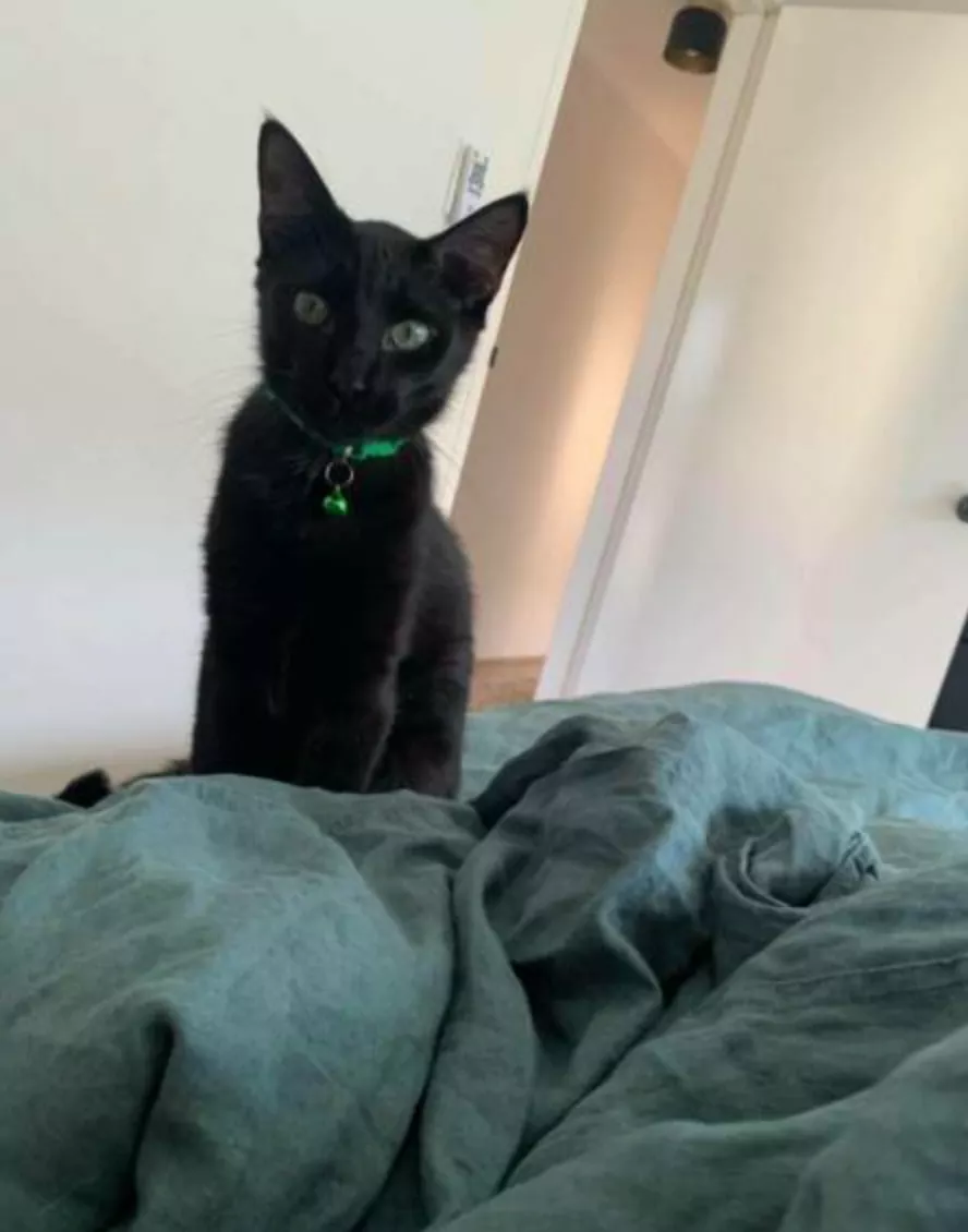 Albie - Male Domestic Short Hair Cat in QLD - PetRescue