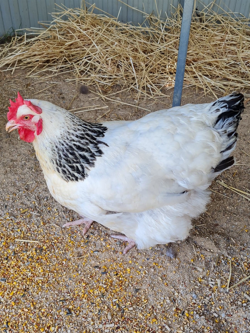 Mary - Female Chicken Sussex Mix Fowl in QLD - PetRescue