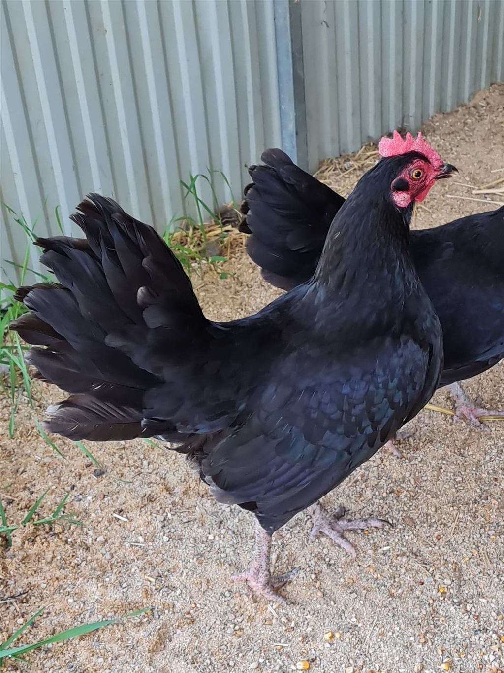 Victoria - Female Bantam Chicken Pekin Mix Fowl in QLD - PetRescue