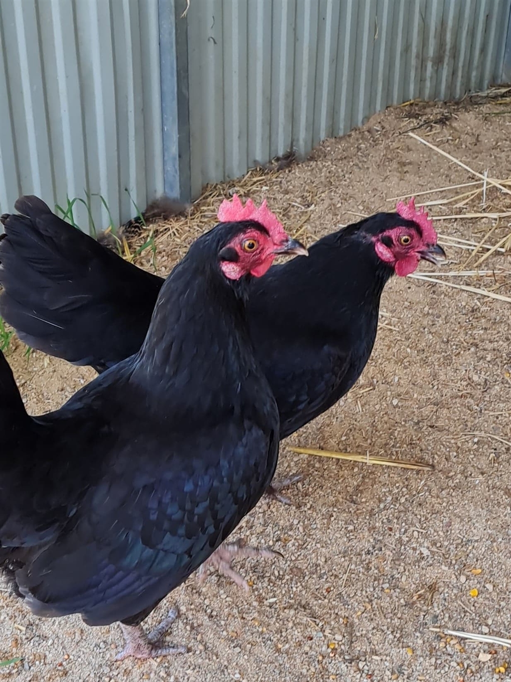 Elizabeth - Female Bantam Chicken Australorp Mix Fowl in QLD - PetRescue