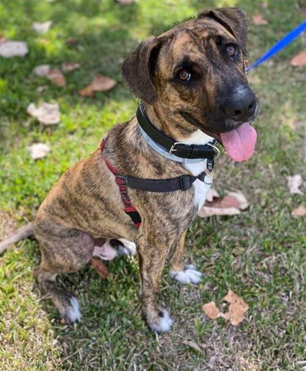 Jerry - Medium Male Bull Arab x Irish Wolfhound Mix Dog in QLD - PetRescue