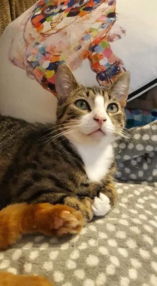 Harper - Male Domestic Short Hair Cat in TAS - PetRescue