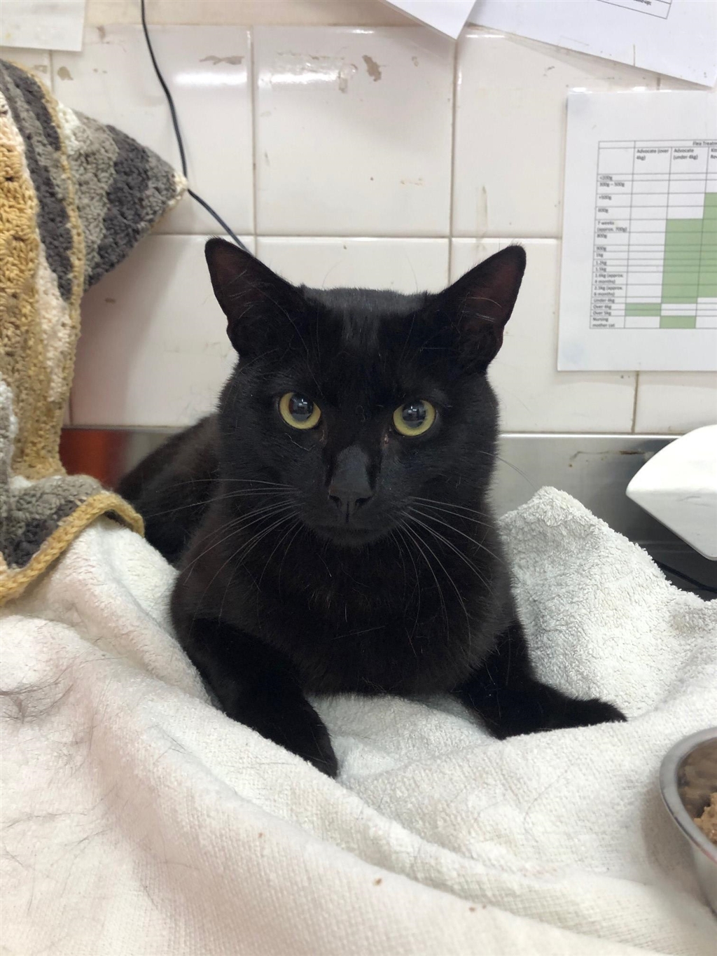 Shiraz - Male Domestic Short Hair Mix Cat in WA - PetRescue