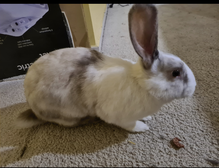Mayonnaise - Male Flemish Giant Mix Rabbit in VIC - PetRescue