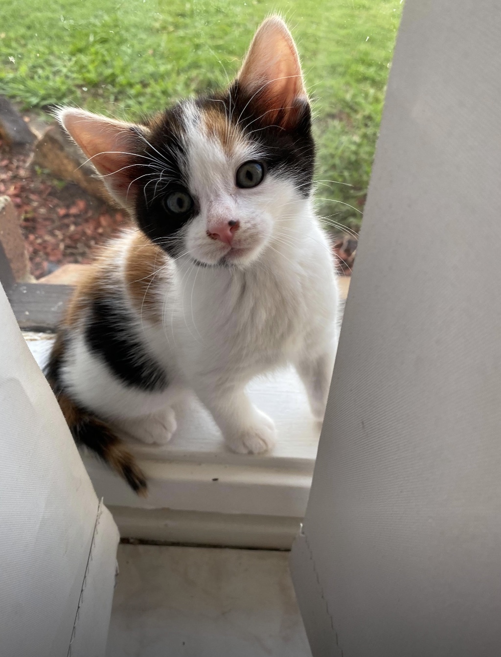 Tiger - Female Domestic Short Hair Cat in NSW - PetRescue