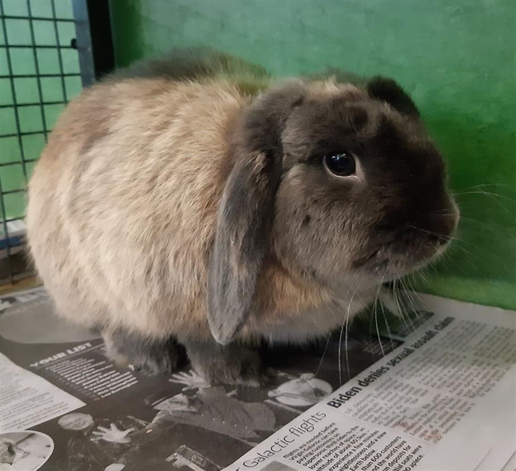 Sniffy - Male Dwarf x Mini Lop Rabbit in VIC - PetRescue
