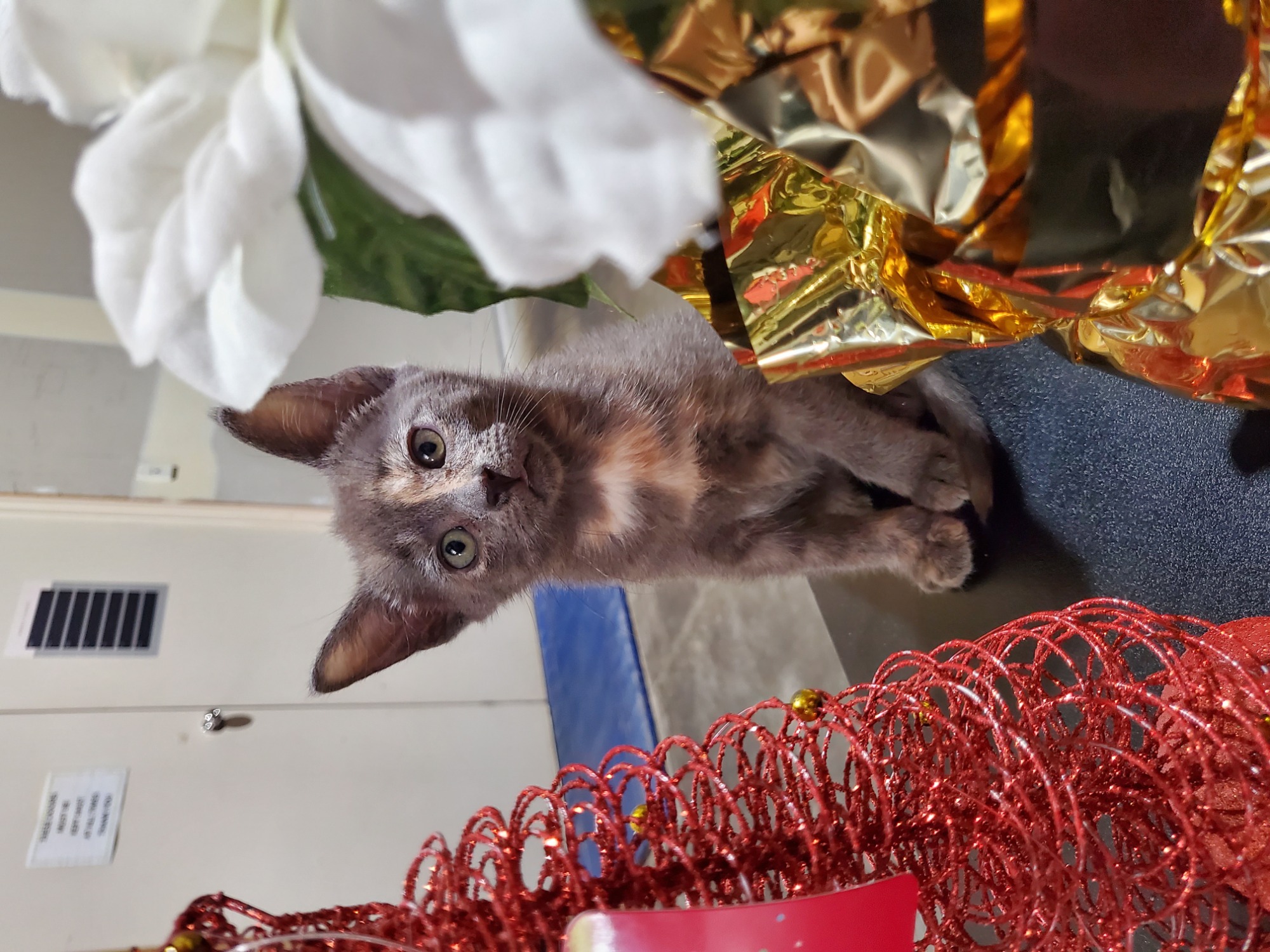 Connie - Female Devon Rex Mix Cat in QLD - PetRescue