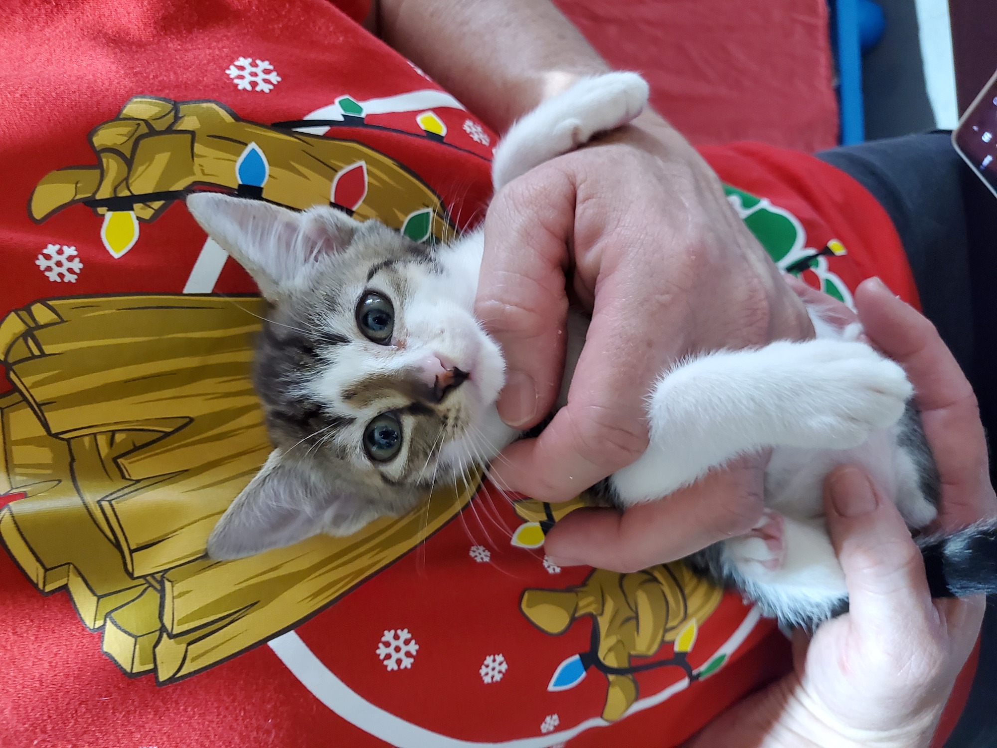Smudge - Female Devon Rex Mix Cat in QLD - PetRescue