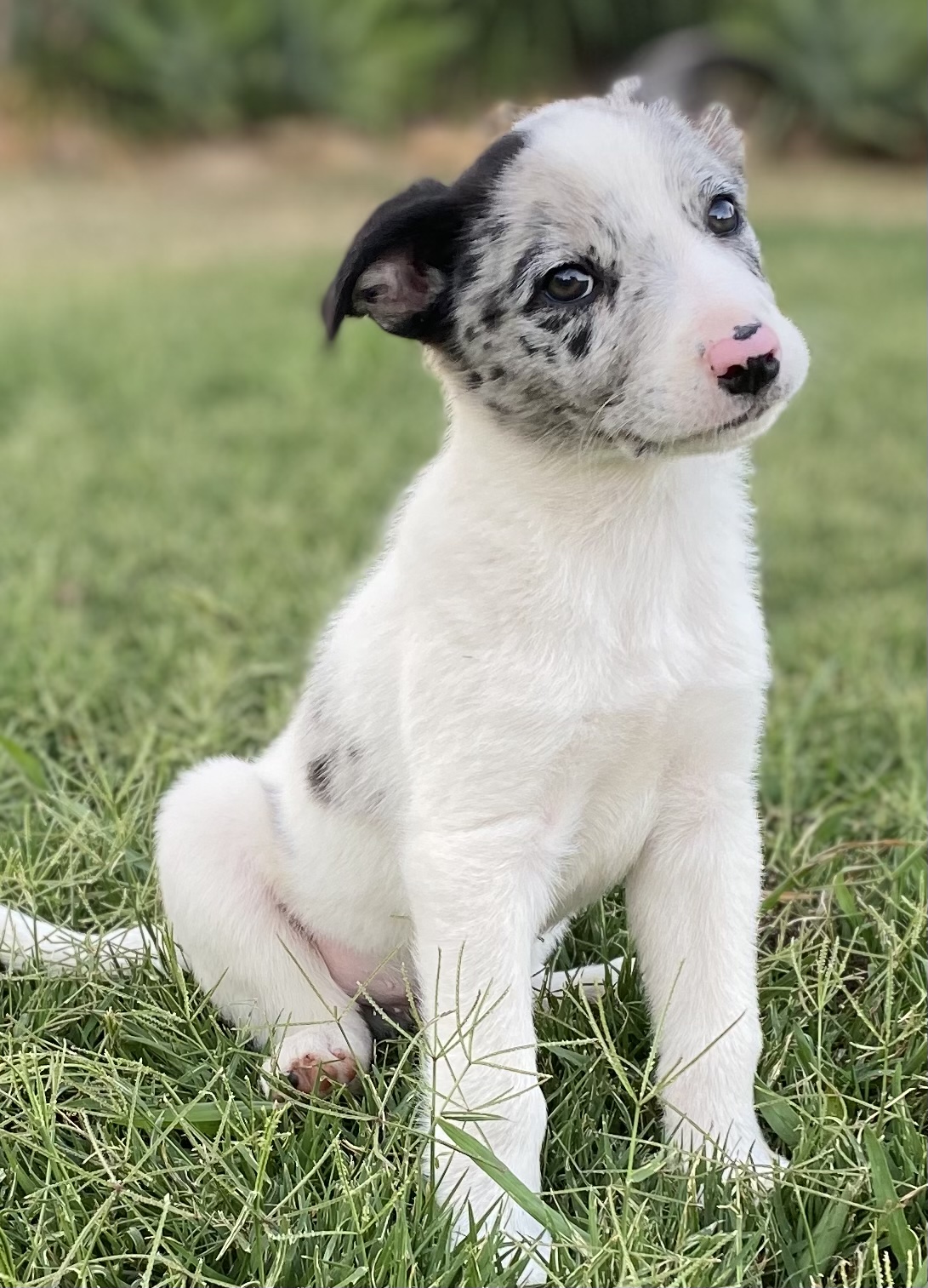 Oreo - Medium Male Border Collie Dog in QLD - PetRescue