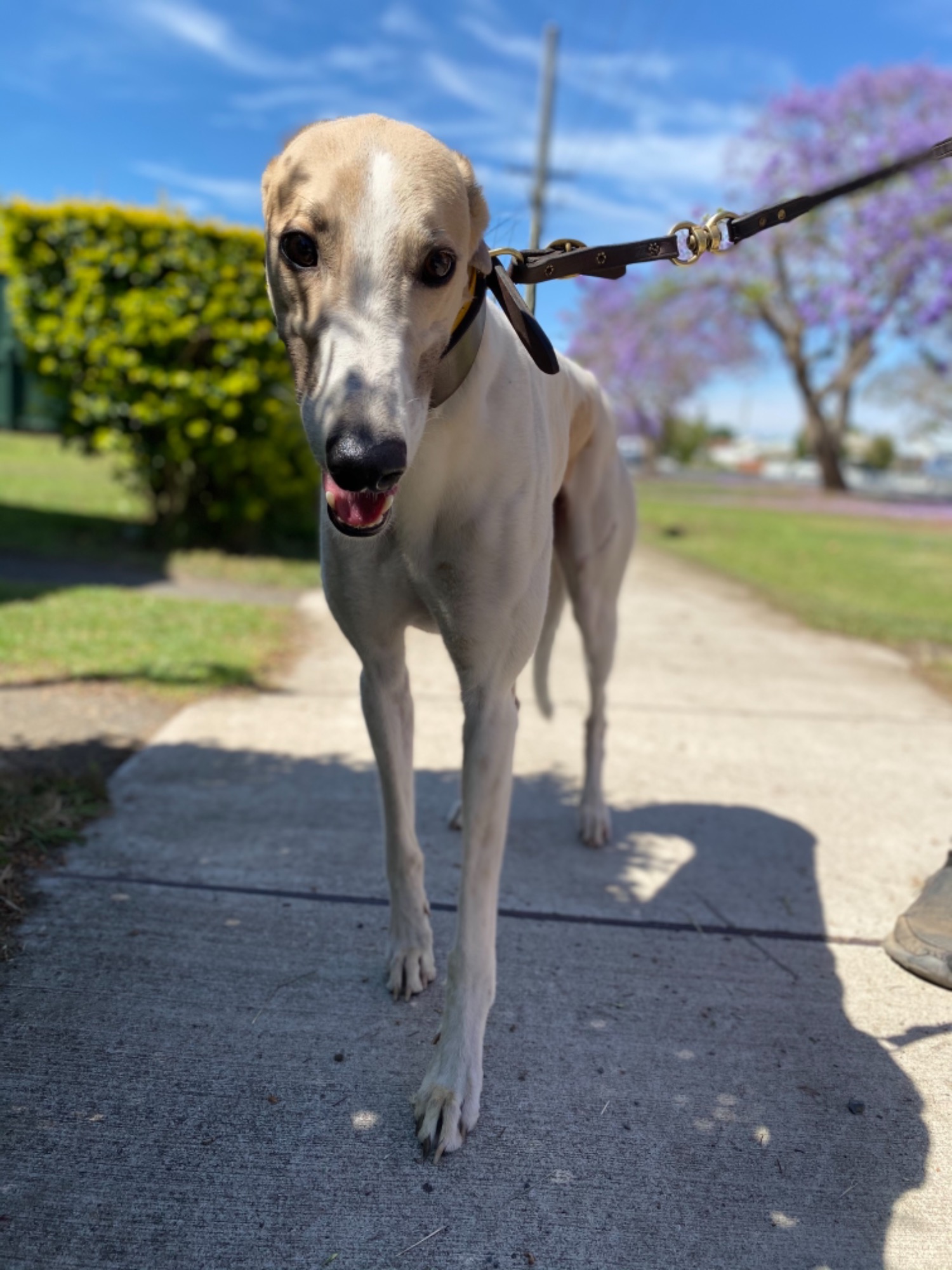 Bondi - Large Male Greyhound Dog in NSW - PetRescue