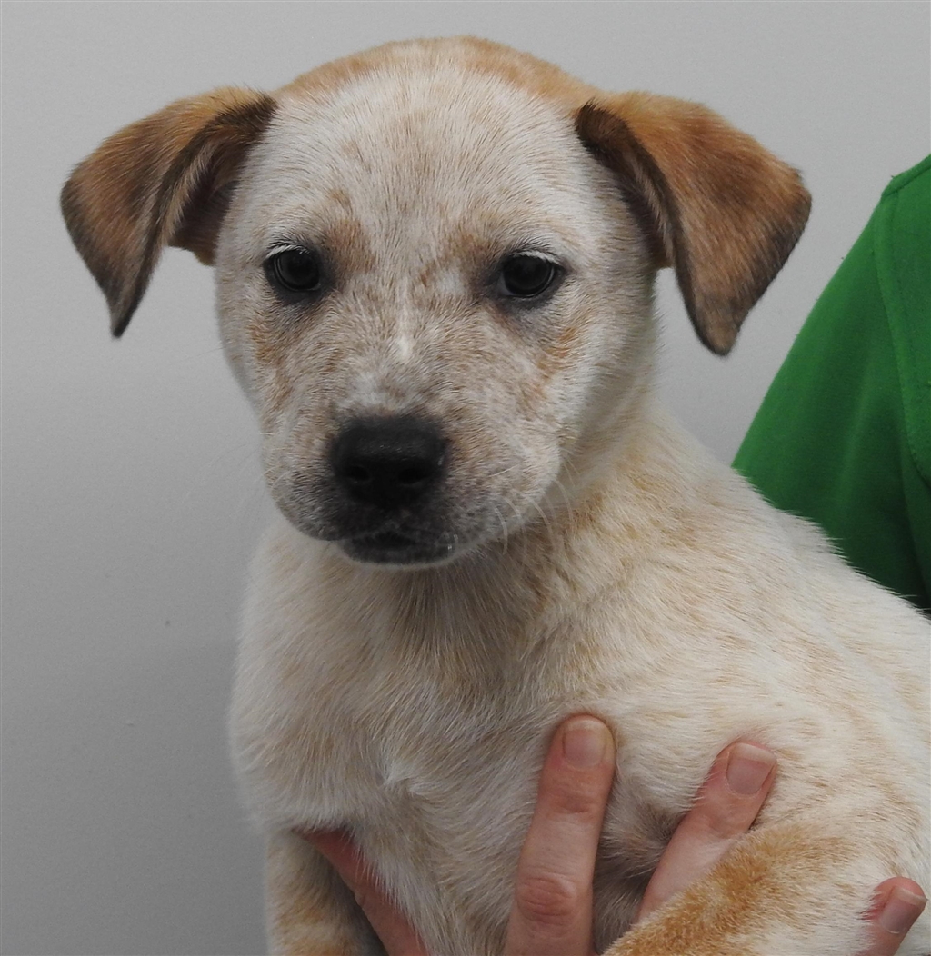 Wallace - Large Male American Bulldog x Australian Cattle Dog Mix Dog ...