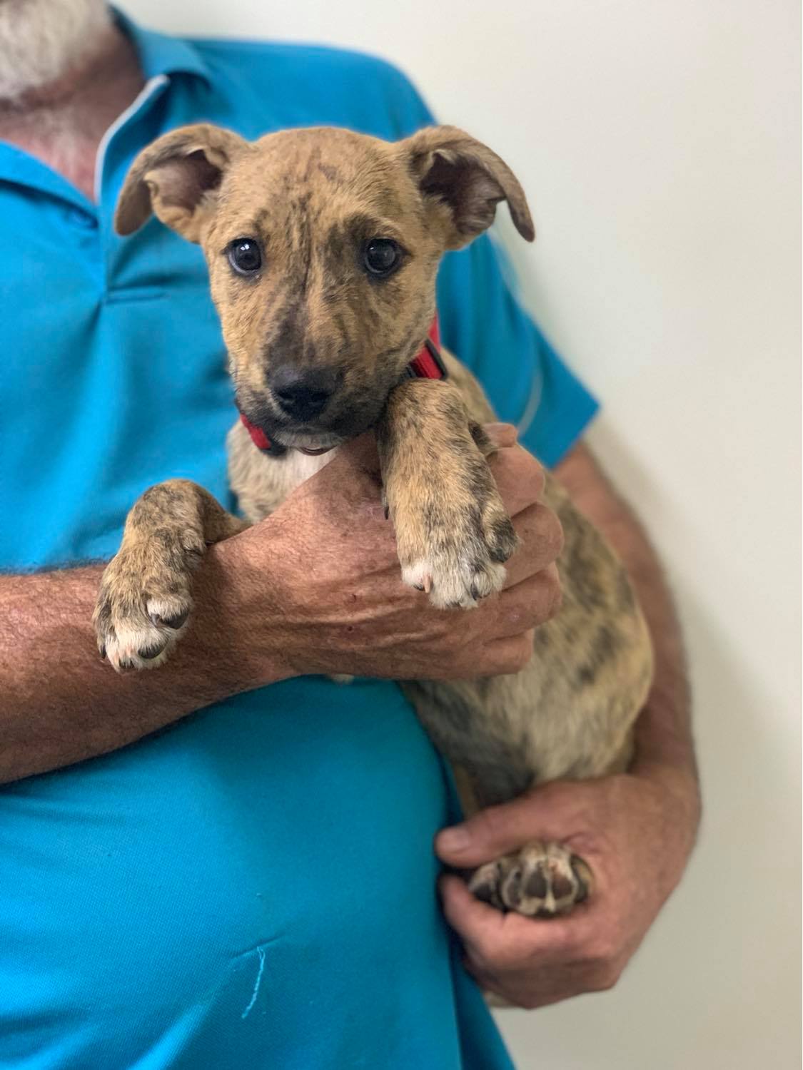 Scruffy - Medium Male Kelpie Mix Dog in QLD - PetRescue