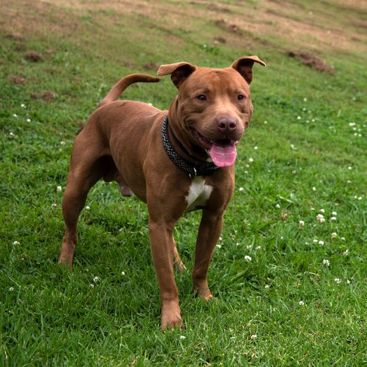 Boss - Medium Male Amstaff Mix Dog in NSW - PetRescue