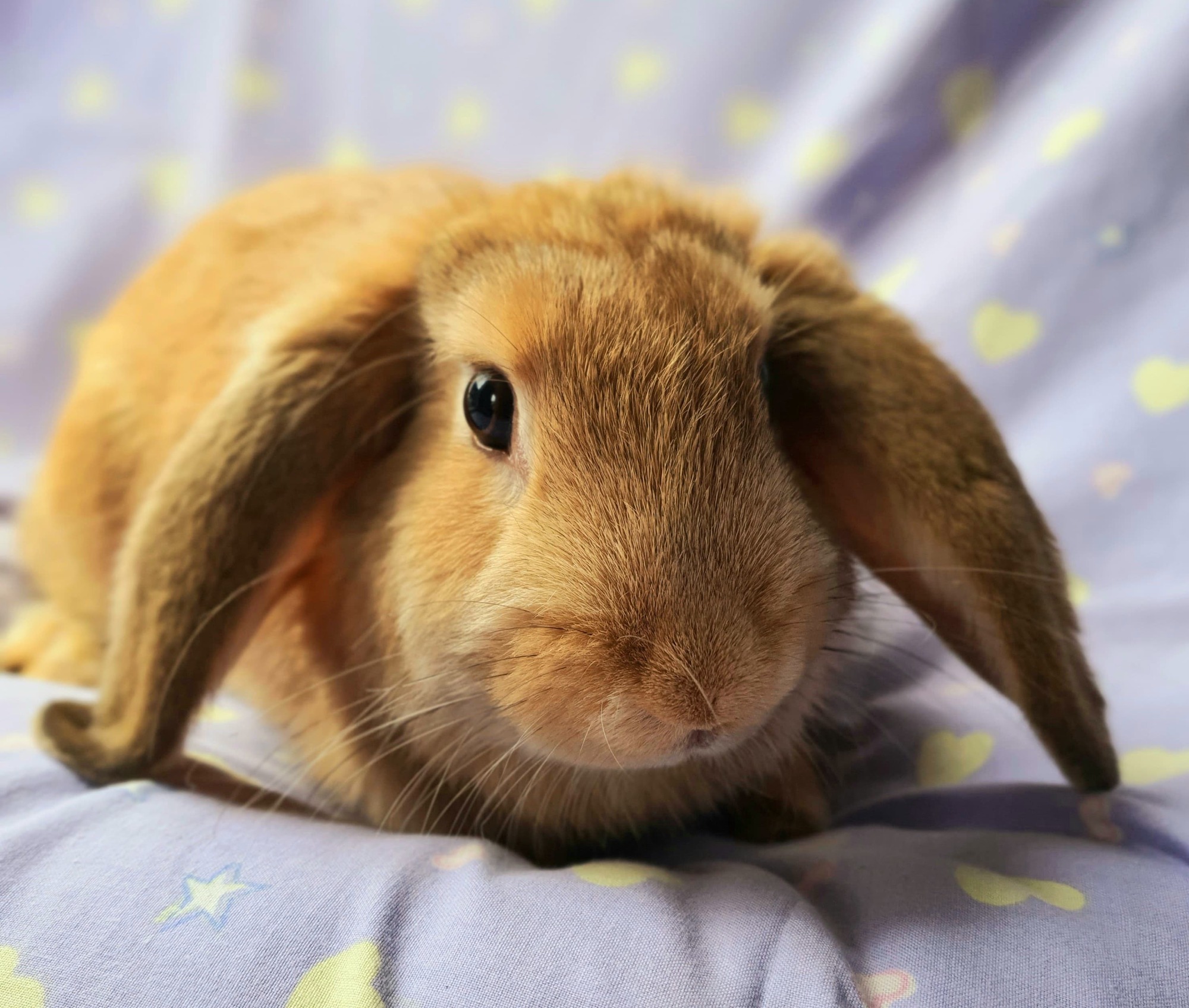 Phoenix - Female Flemish Giant Mix Rabbit in VIC - PetRescue
