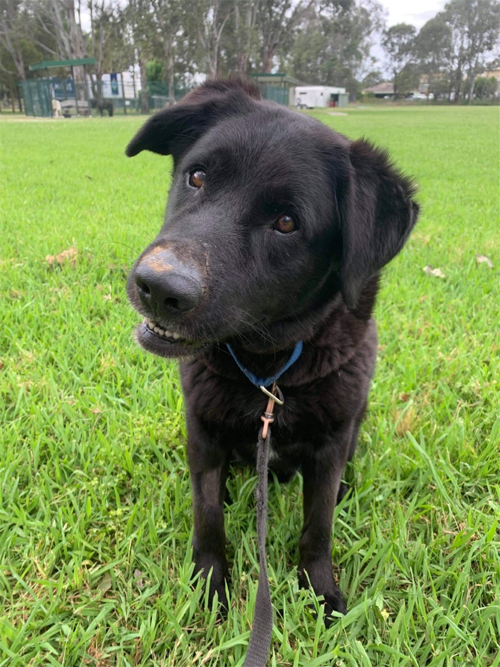 Thor - Large Male German Shepherd x Labrador Mix Dog in NSW - PetRescue