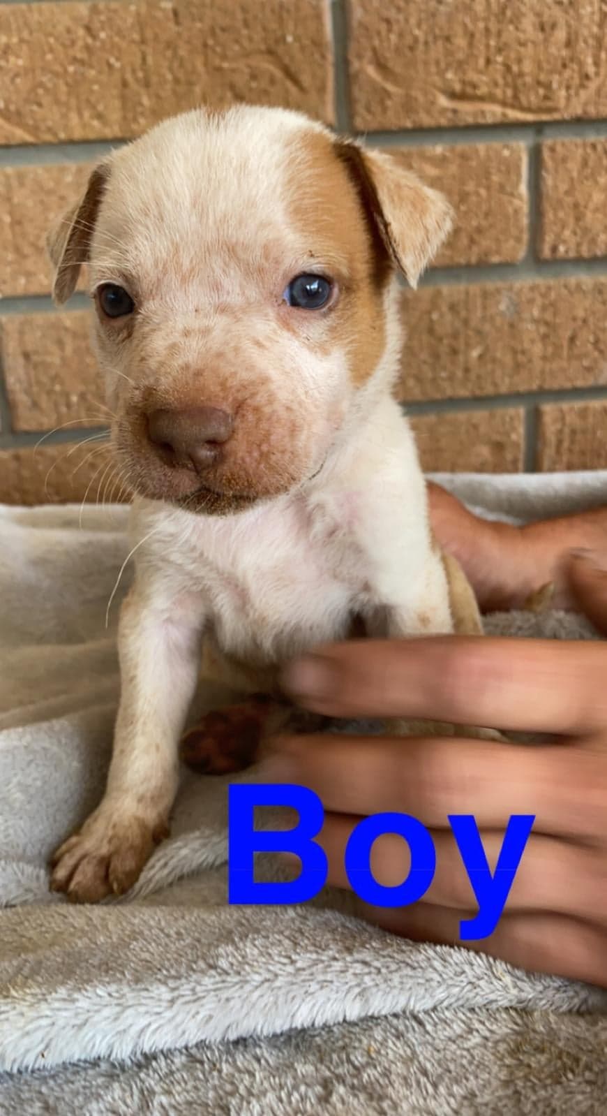 Jinx - Medium Male American Staffordshire Bull Terrier x Cattle Dog Dog ...