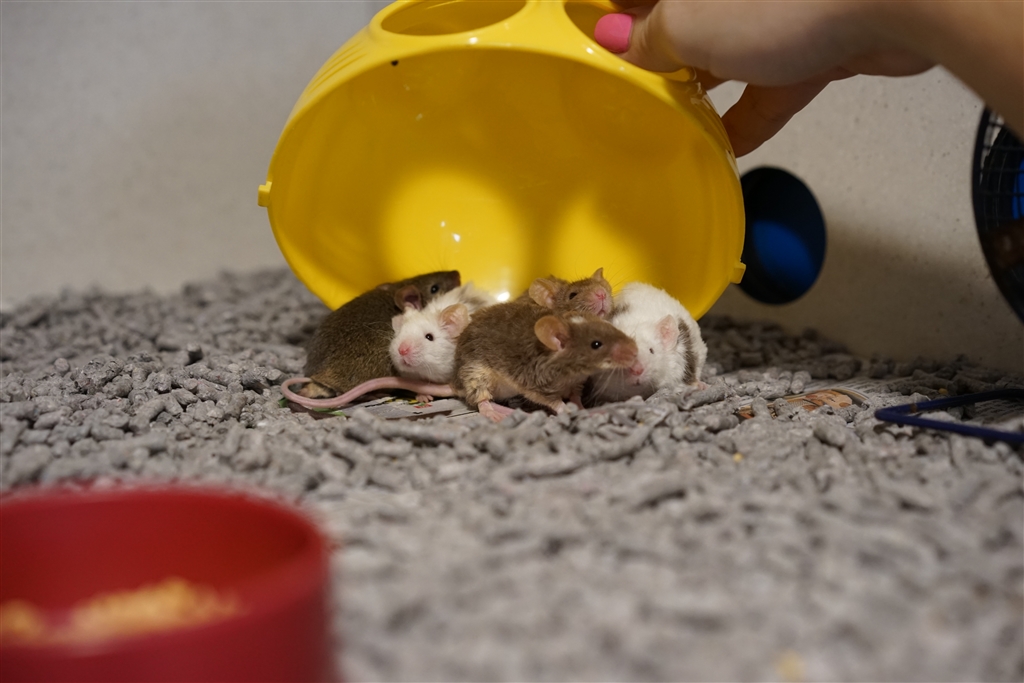 Acai - Female Mouse Mix Rodent in QLD - PetRescue