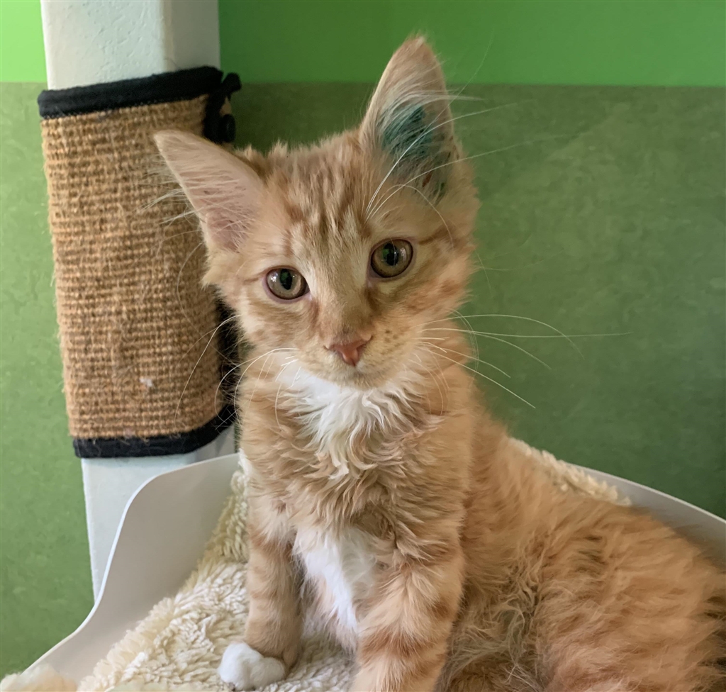Nibbi - Male Domestic Medium Hair Cat in VIC - PetRescue